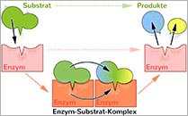 Großes Blutbild einfach erklärt: Was und Warum?
