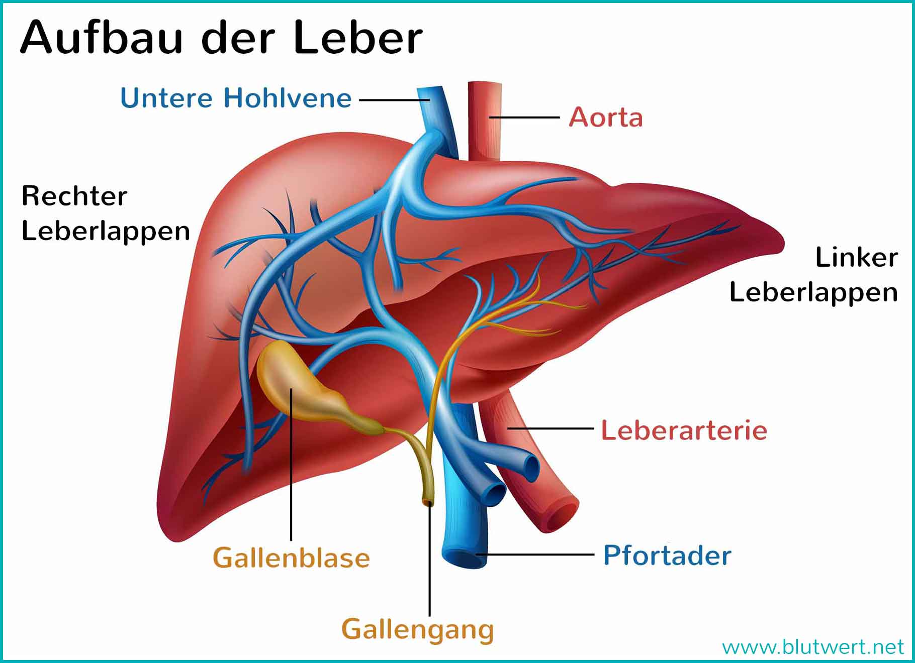 Erh hte Leberwerte Alle Werte Tabelle Und Erkl rung