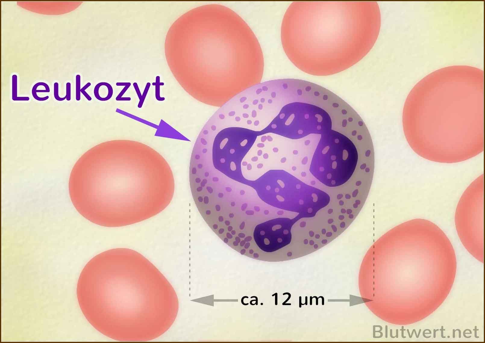 Leukozyten Wei e Blutk rperchen Einfach Erkl rt