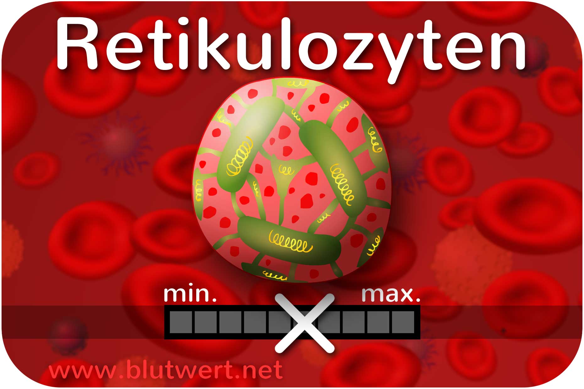 Retikulozyten: Bedeutung der jugendlichen Erythrozyten (Blutwert Retis)